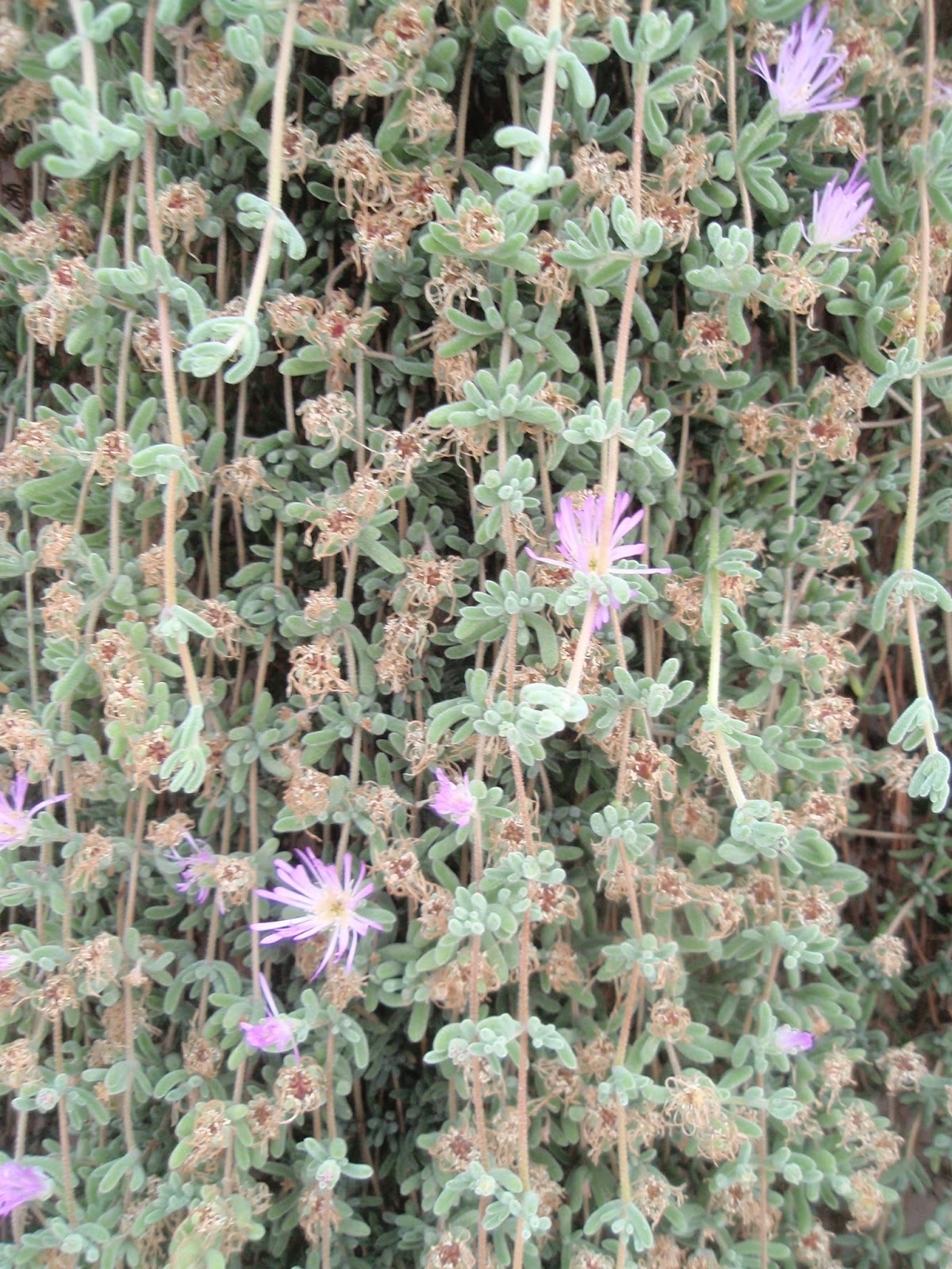 HERBARIO VIRTUAL DE BANYERES DE MARIOLA Y ALICANTE: Disphyma ...