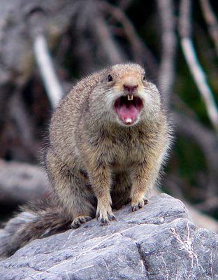 Suburban Harvest: Fences and Fierce Squirrels