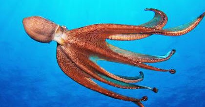 mundo maritimo: La vida del pulpo
