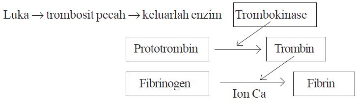 Pengertian dan Fungsi Keping Darah (Trombosit) pada Proses Pembekuan Darah