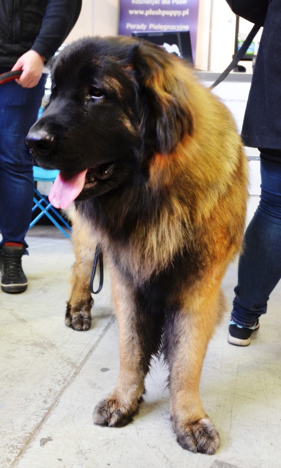 Rudy Husky: XXI Międzynarodowa Wystawa Psów Rasowych w Katowicach ...