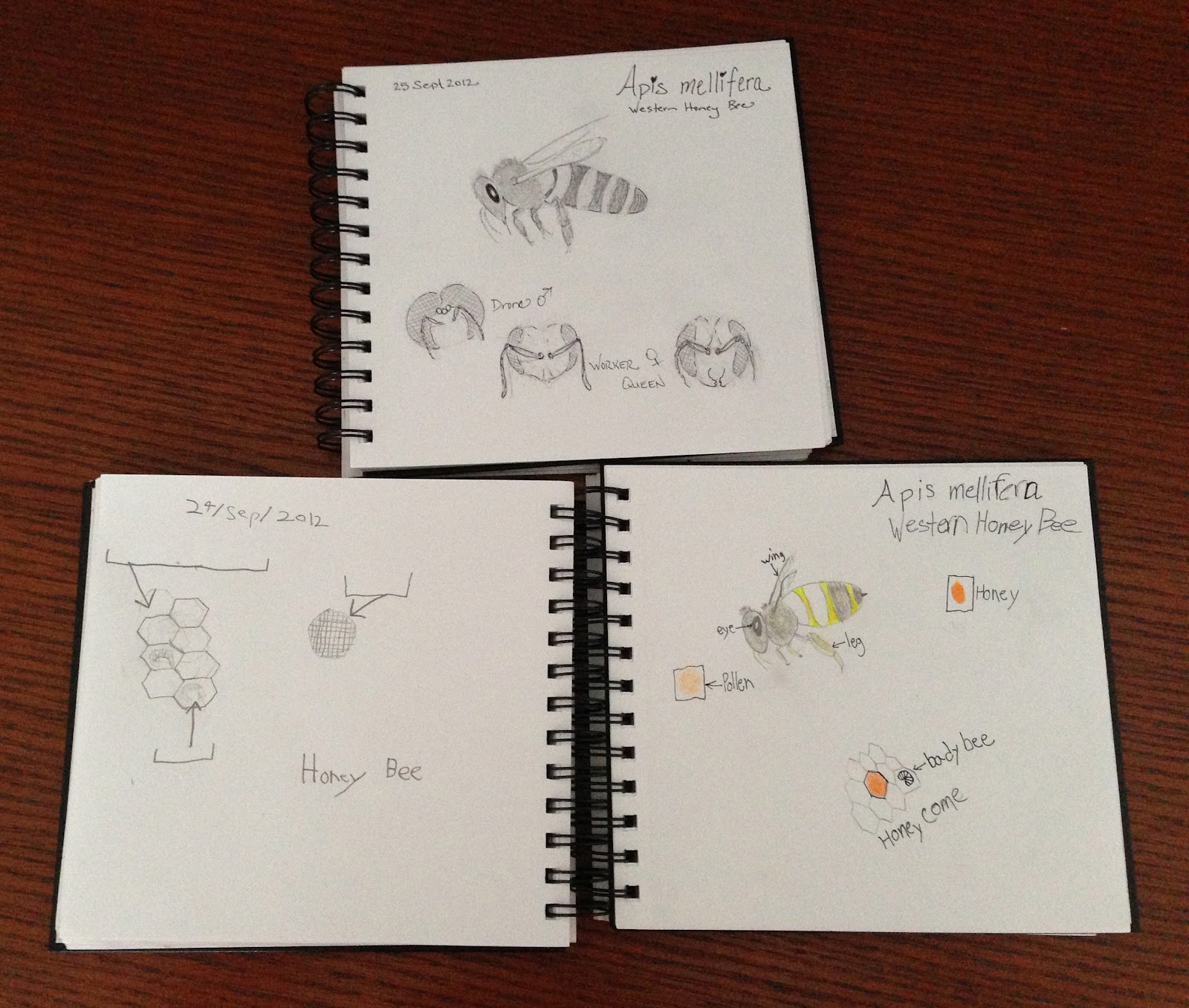 The Science of Bee-Keeping :: Bee Anatomy - Eva Varga