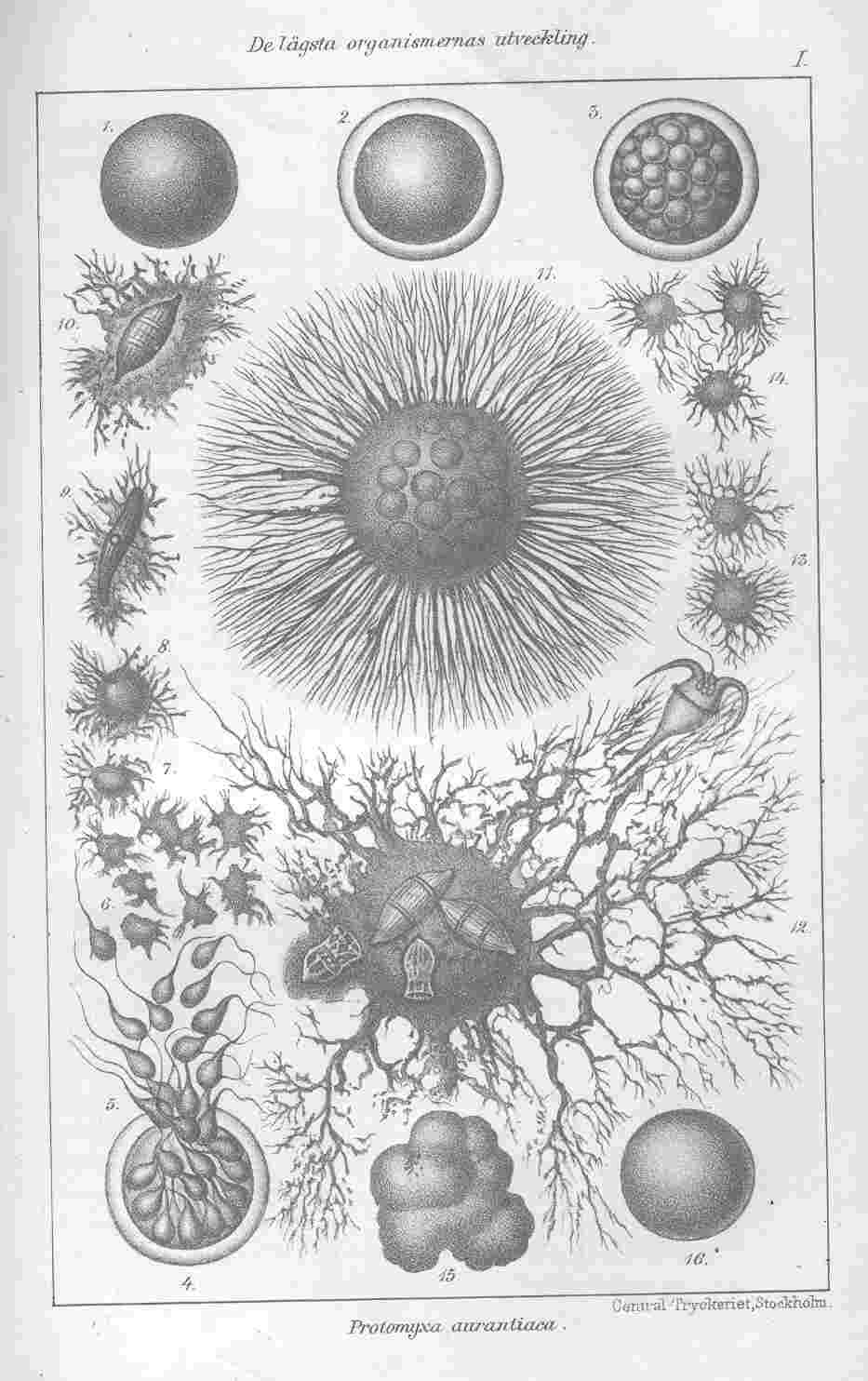Monera Organisme Dengan Sel Prokariotik