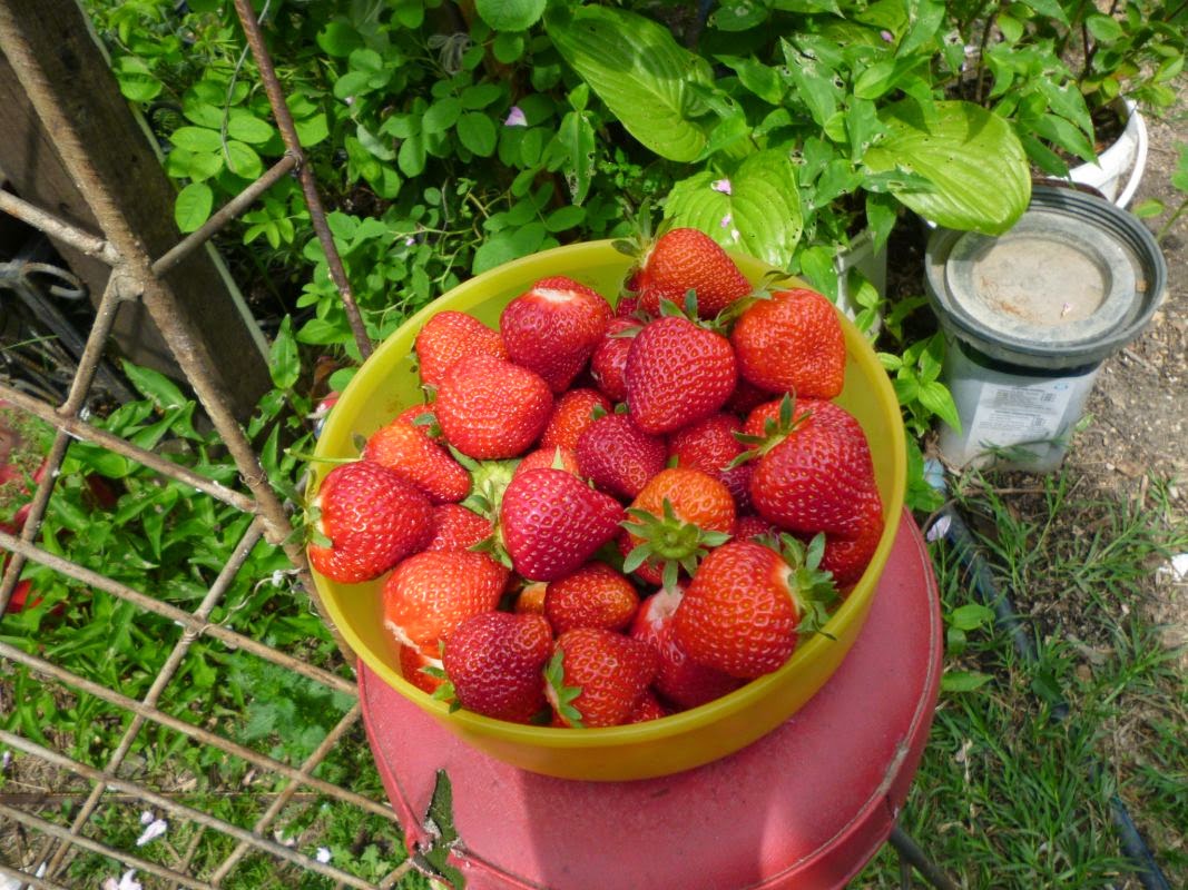 Din gradina,: Capsuni