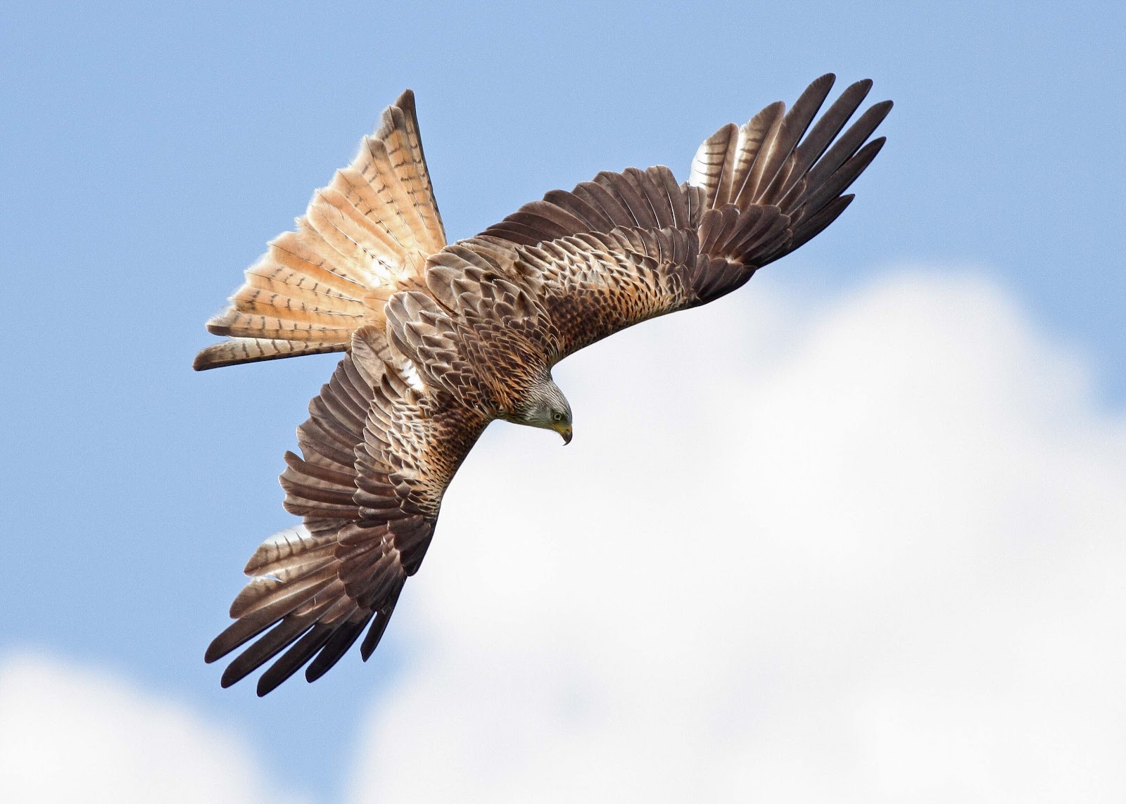 Greater Kent Birder: Rhayader - May 27th-31st