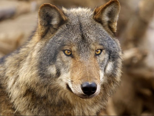 White Wolf : Swedish wildlife park to put down all its wolves