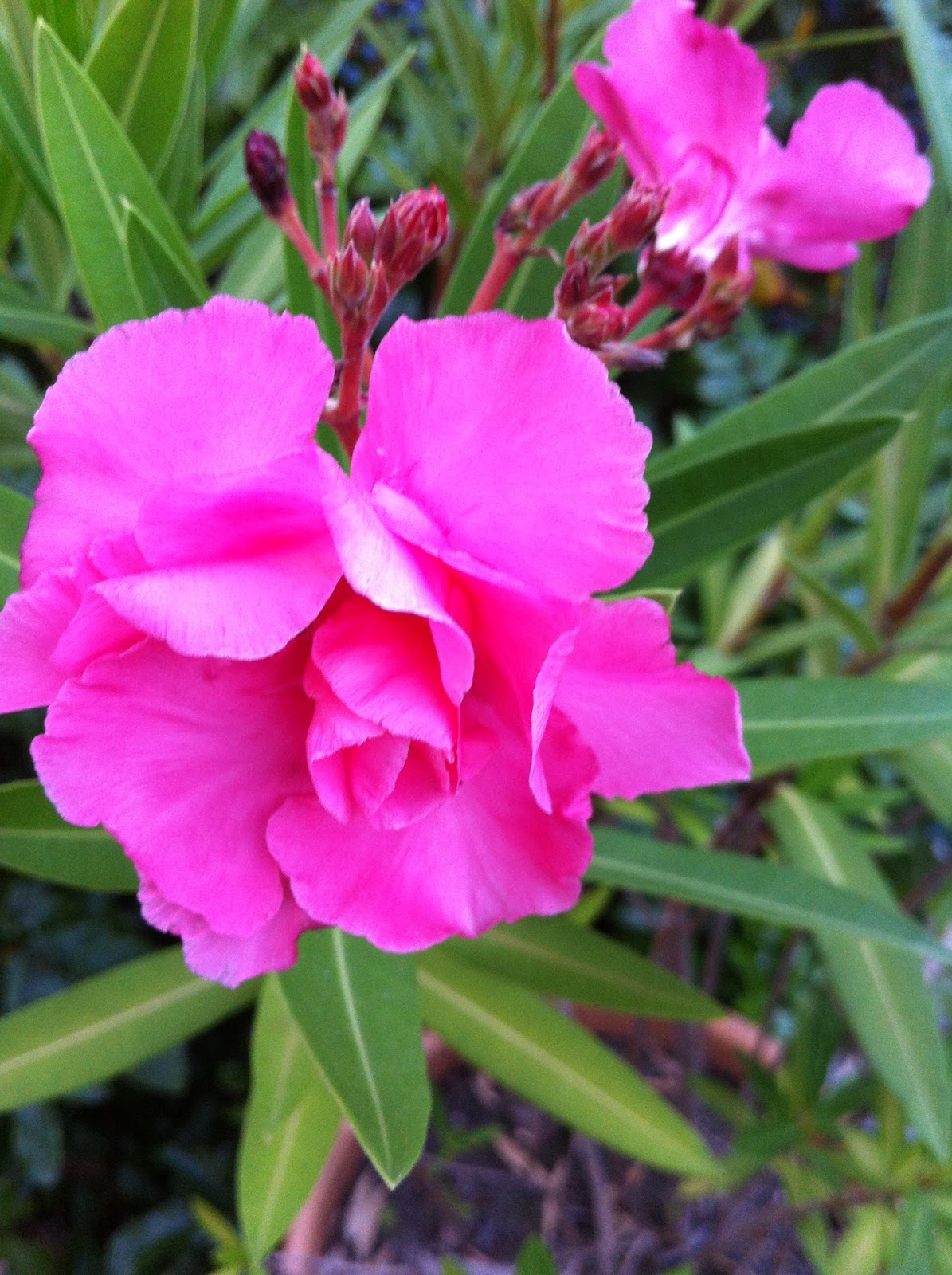 JARČI BLOK: Léto - kytky