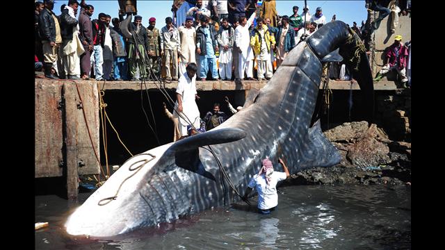 20 Incredible And Biggest Fishes Ever Caught In Camera