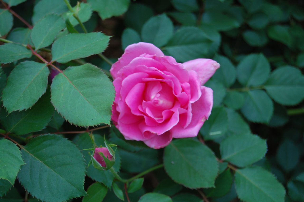 Jeannie's Fairy Rose Louisiana Garden: Katy Road Pink Rose in My Corner ...