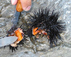 Backpacking Philippines: Eat Sea Urchin/Tajom/Tayom/Uni/Ricci di Mare ...