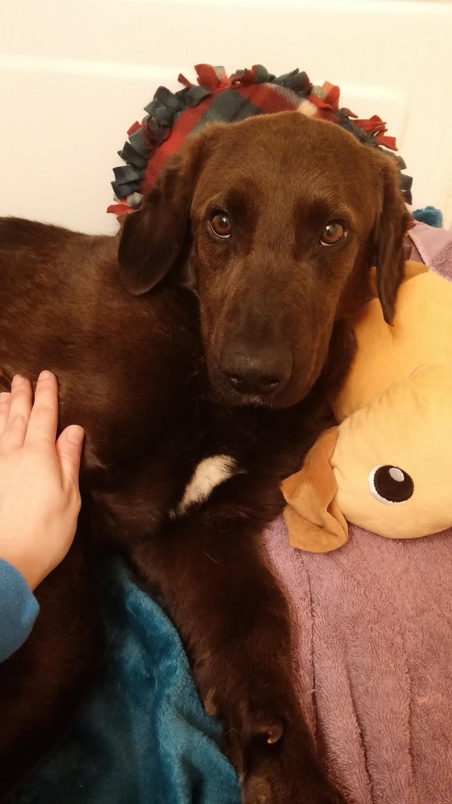 The Justin Animal Alliance