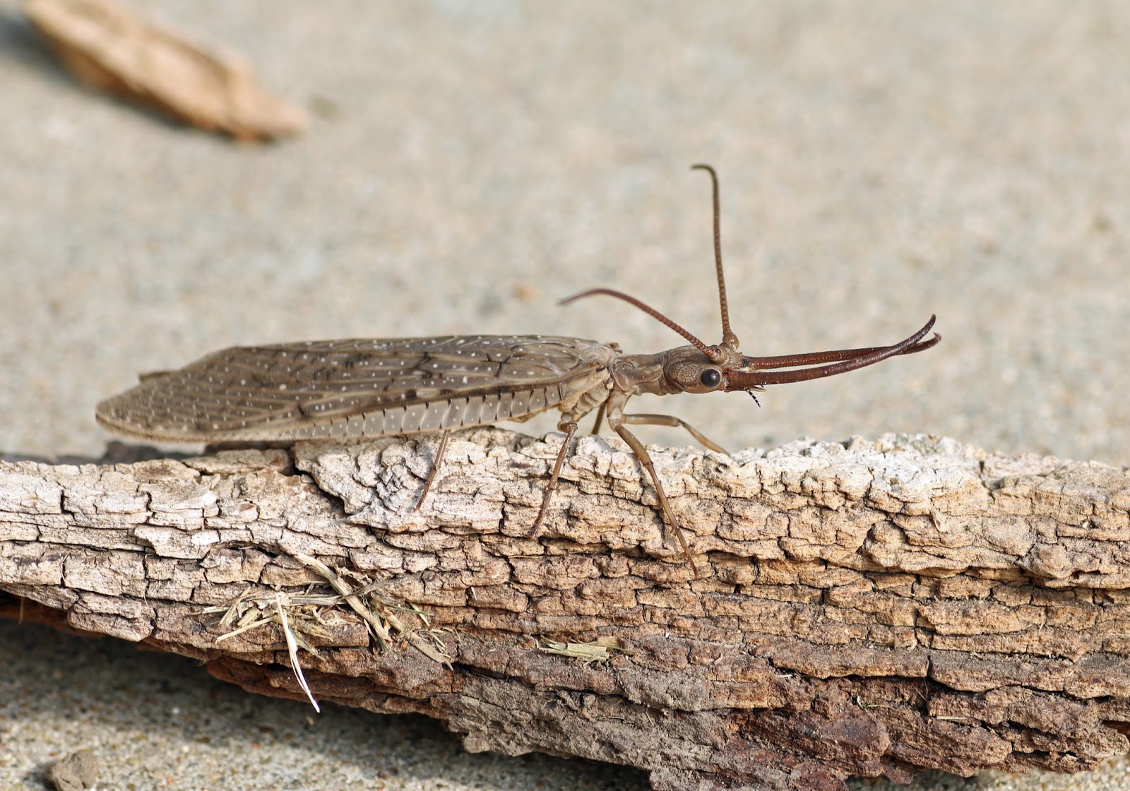 MObugs: Eastern Dobsonfly