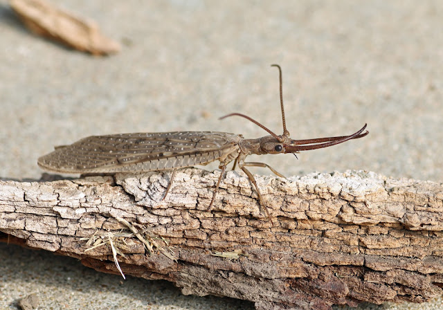 MObugs: Eastern Dobsonfly