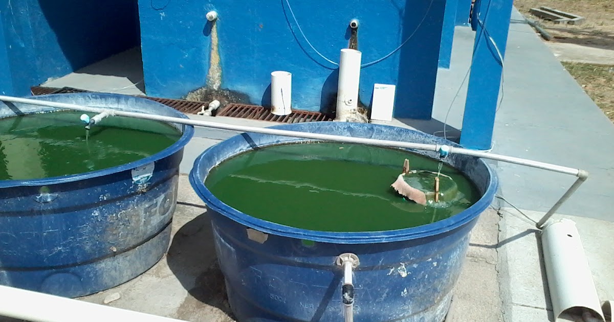 Aquicultura e aquarismo: Cultivo de microalgas