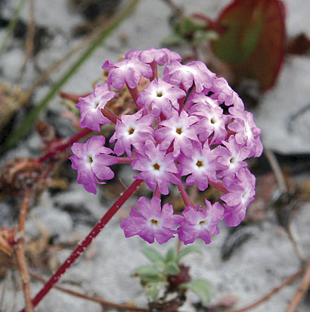 Las Aventuras: Pink Sand Verbena