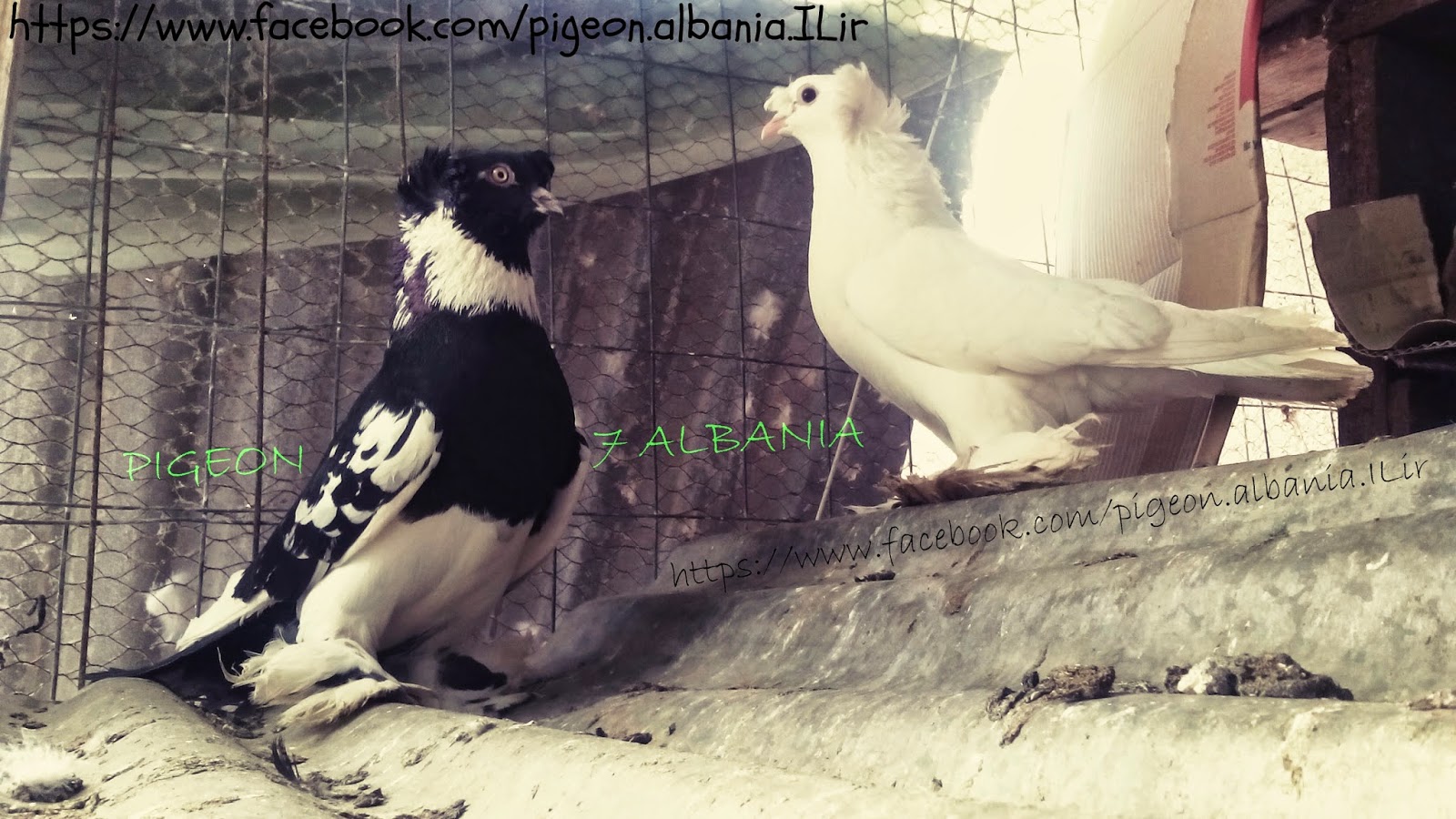 PIGEON SPORT ALBANIA: Pellumba Albania Fier (FROM: PIGEON 7 ALBANIA)