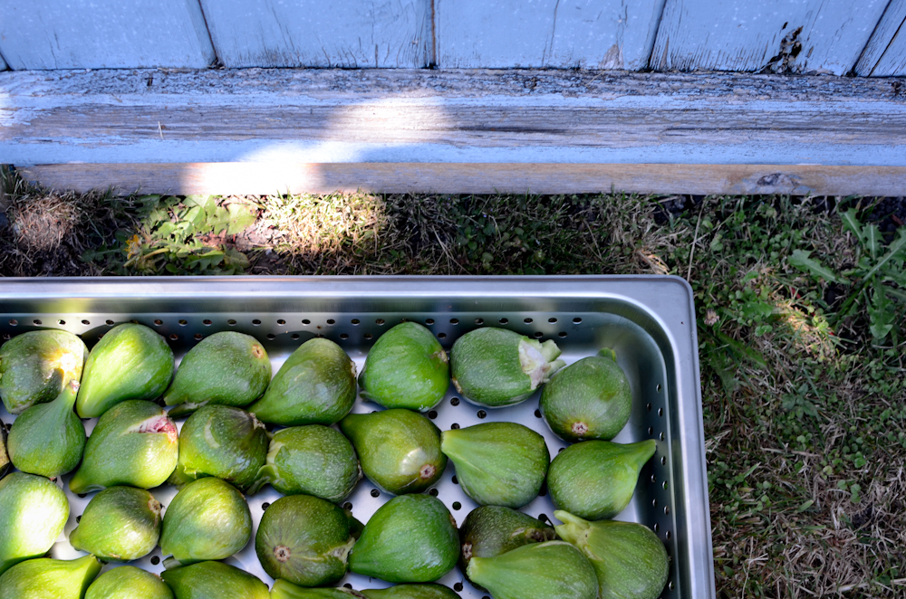 .: Emilia's Fresh Fig Jam