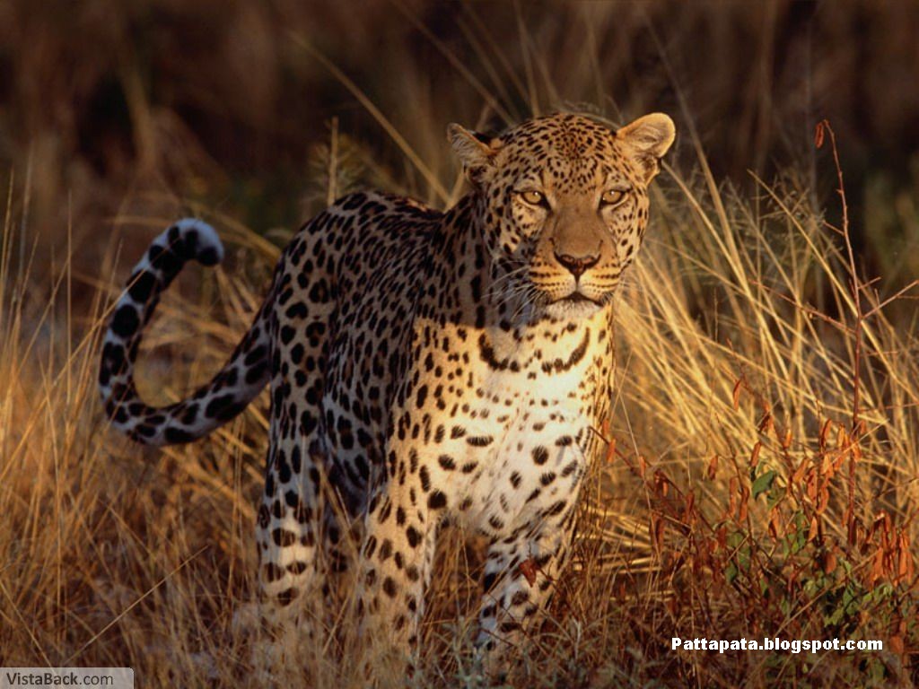 Pictures....පින්තූර : Animal....සත්තු