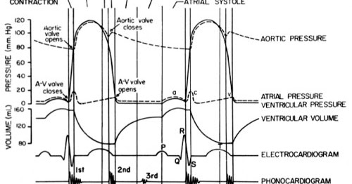 Simple Cardiology: - Cardiac Cycle.