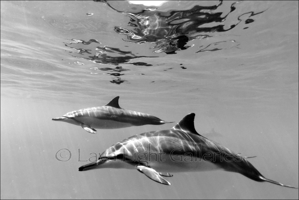 Lava Light Galleries Blog: Dolphin Days