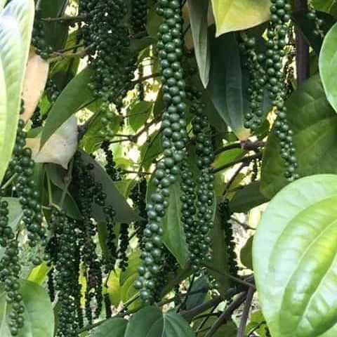 Cara Budidaya Tanaman Lada Lengkap - Blog Anak Muda