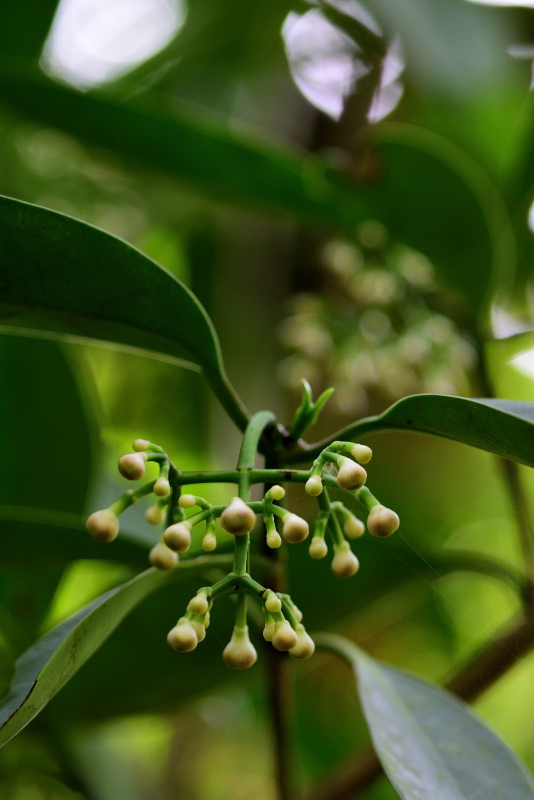 Strangler Fig Flower