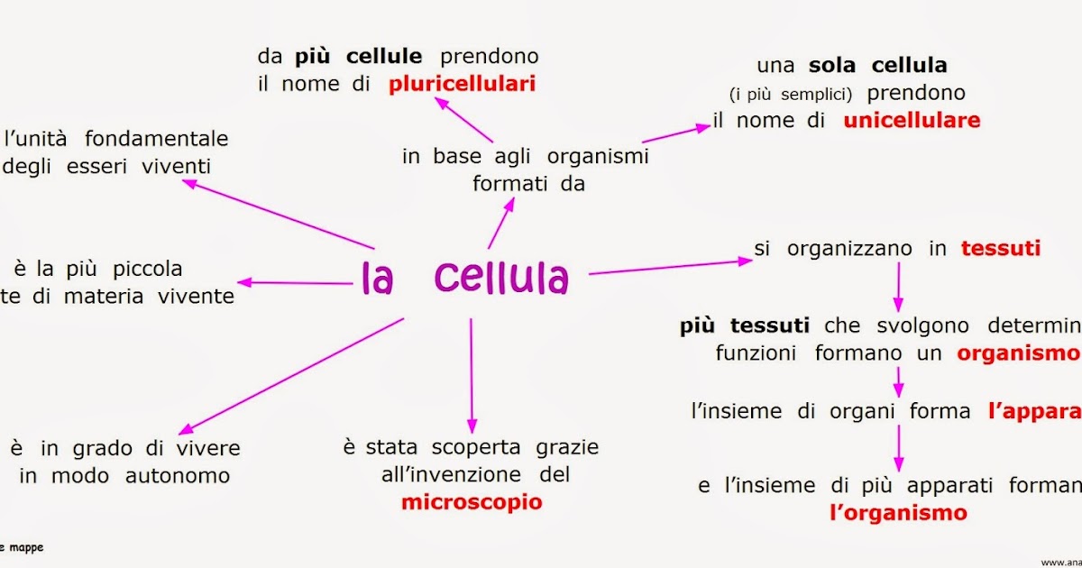 Paradiso delle mappe: La cellula