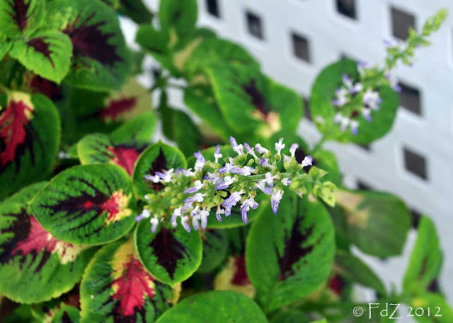 View thru My Global Lens: July 2012