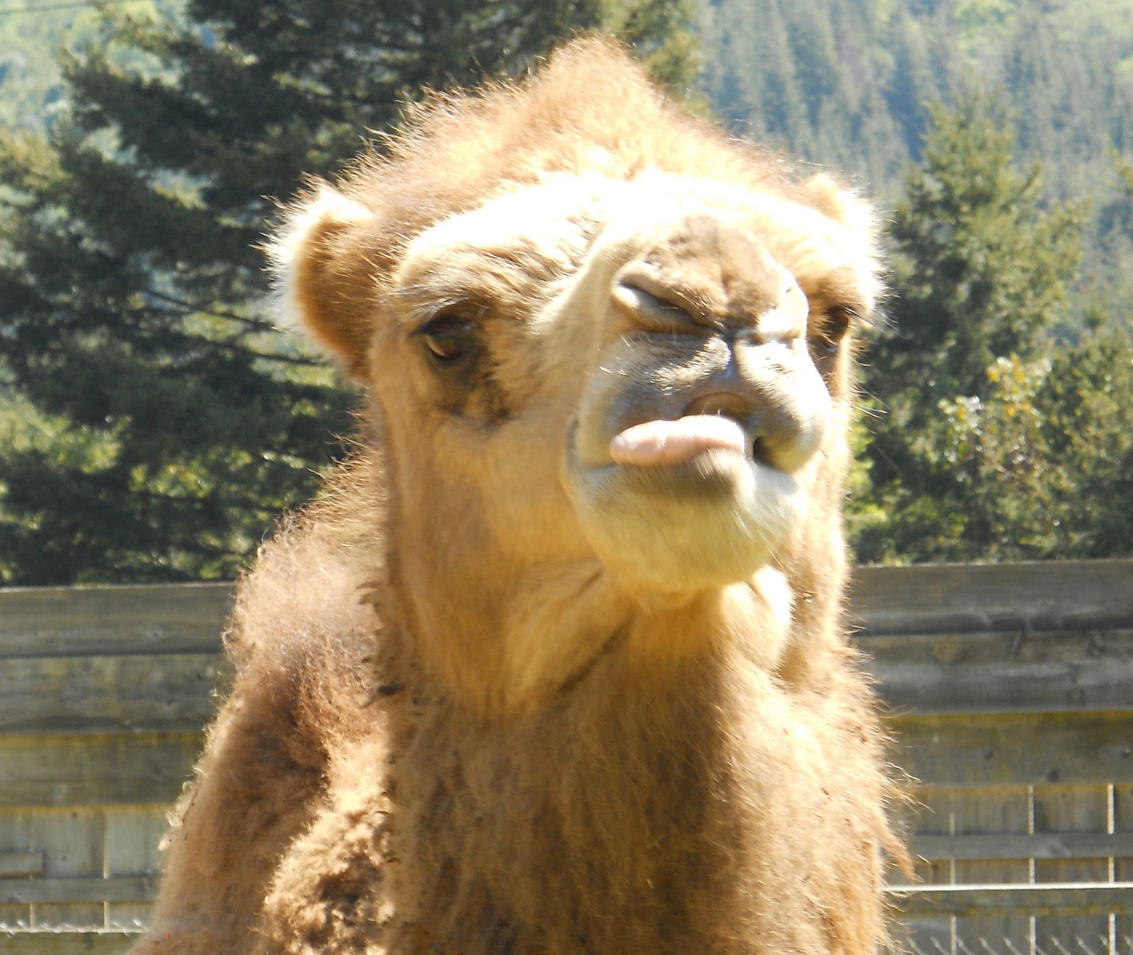 Thom Zehrfeld Photography : West Coast Animal Park | They're Just Plain ...