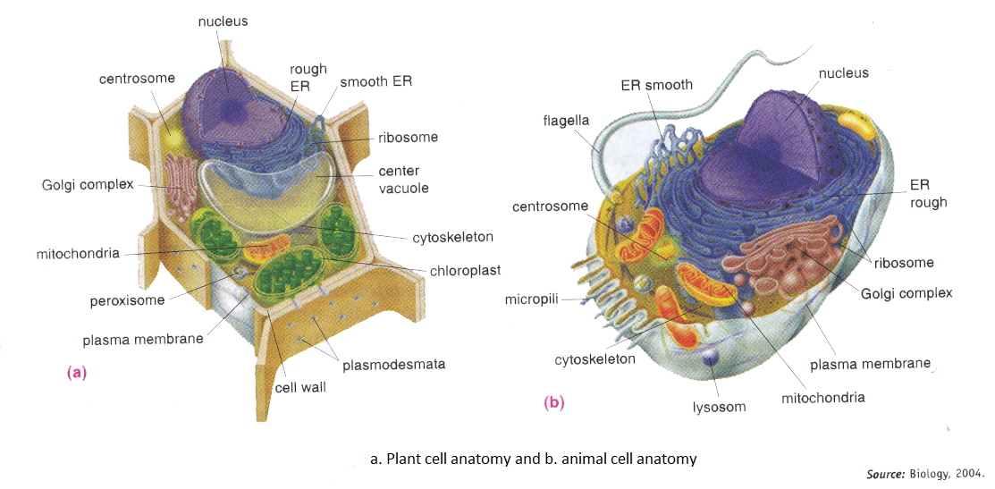 Structure And Function of Cell Components - New Science Biology