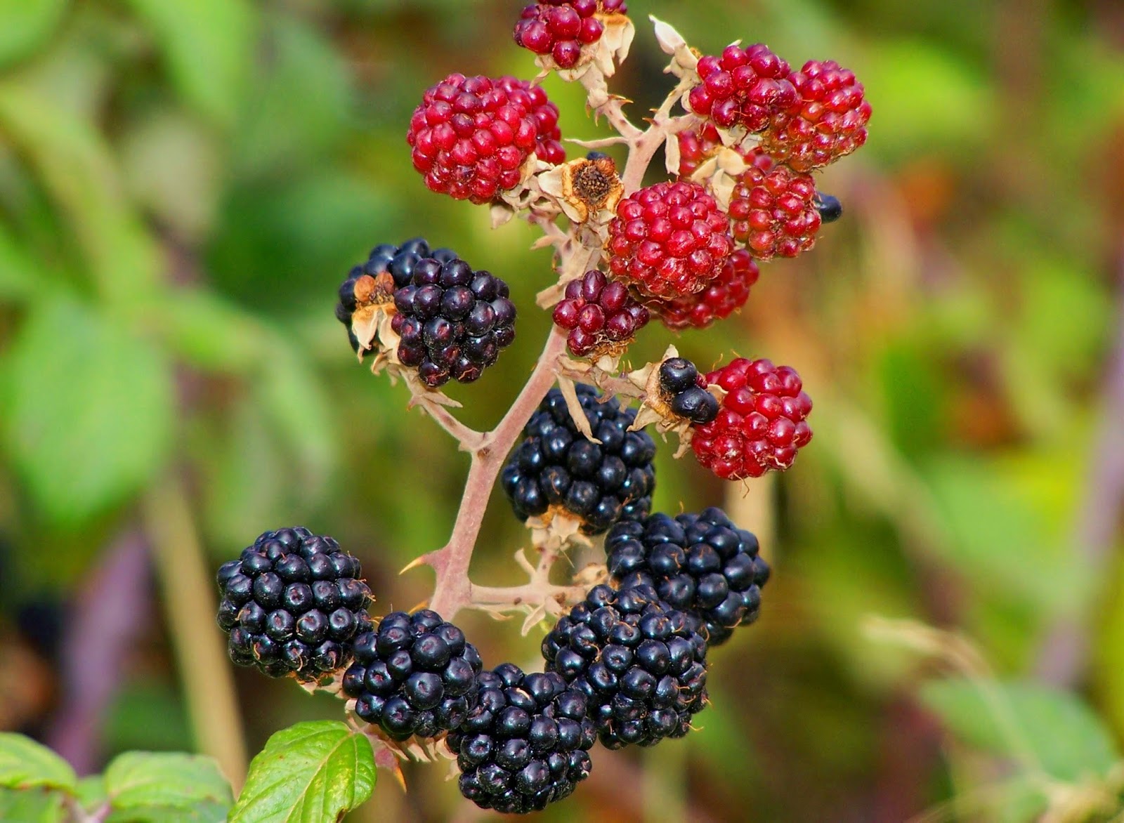 Setas Extremadura : Rubus ulmifolius ( Zarzamora)