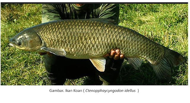 Dunia BIOLOGI: Ikan Koan pengendali Eceng Gondok