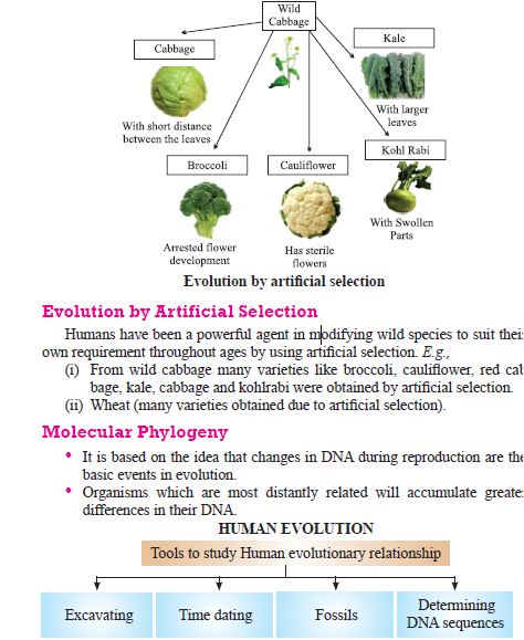 Online Notes on Chapter = 9 ( Heredity and Evolution) Part 3 ...