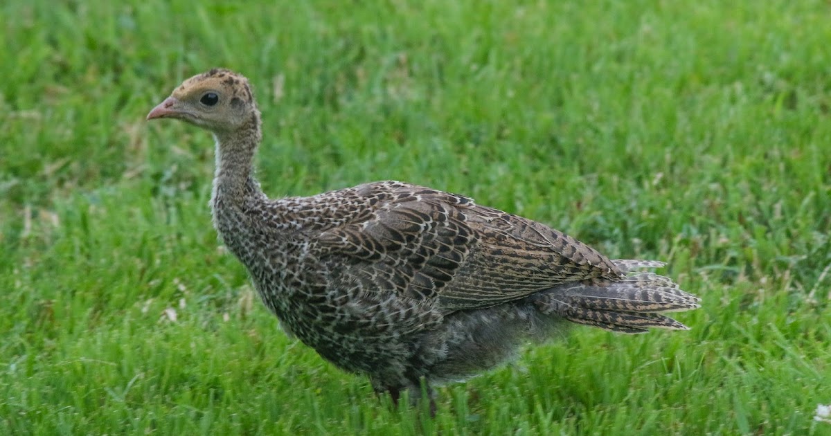 Gale's Photo and Birding Blog: Wild Turkey Poult
