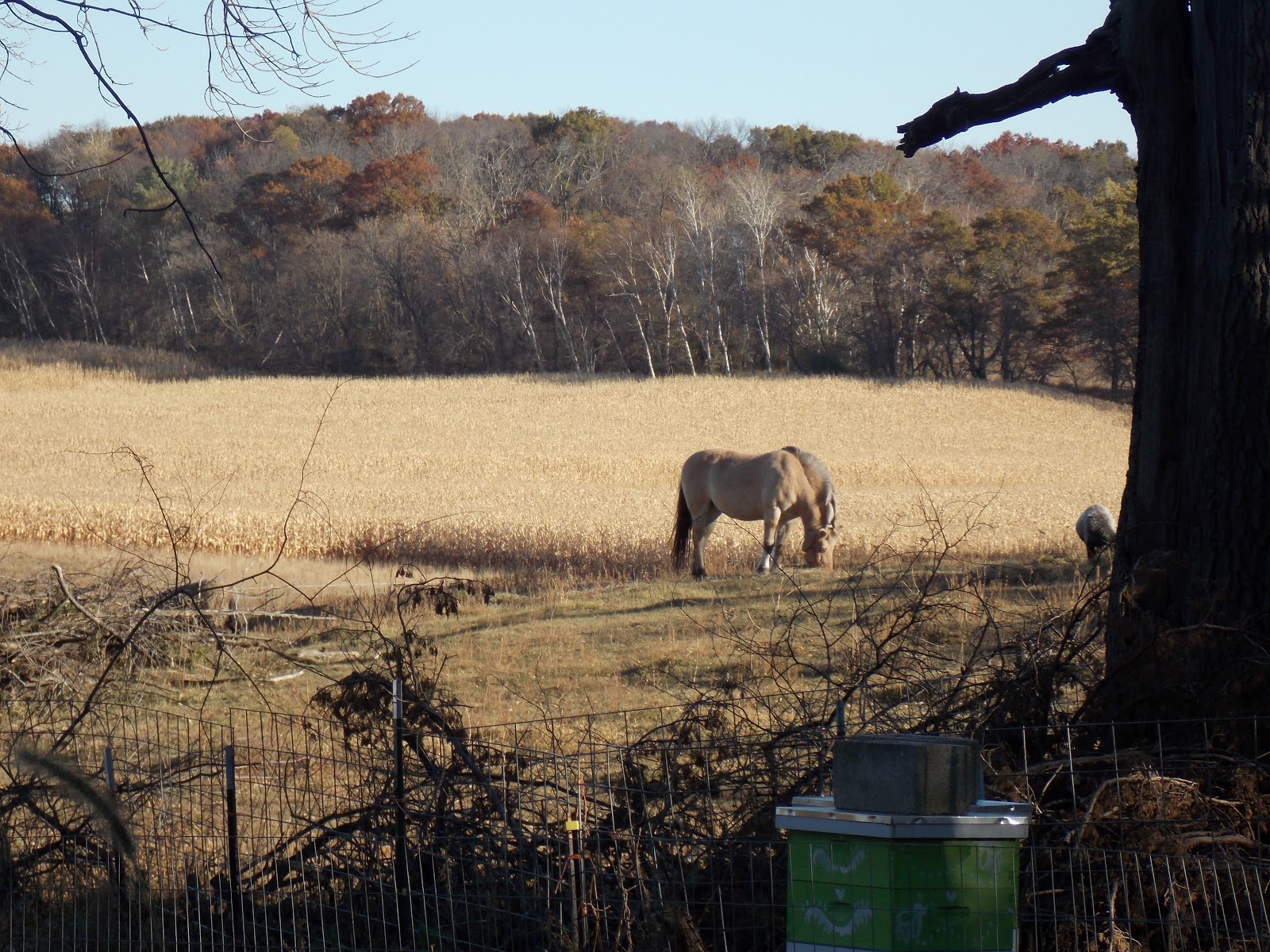 Little Flower Farm: How to Give up on A Farm
