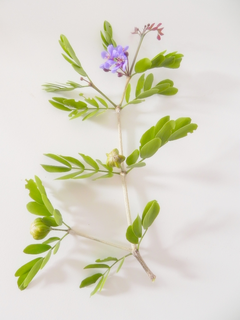 Field Guide Fridays – Lignum Vitae | Stacie Steensland