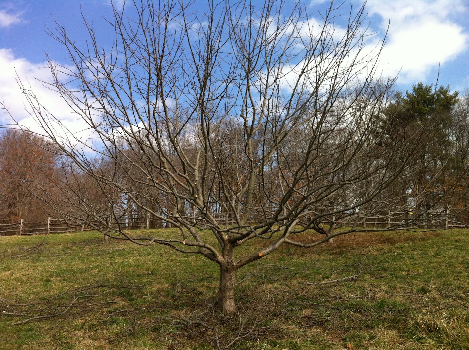 Culinary Types: The Old Apple Orchard at Restoration Farm