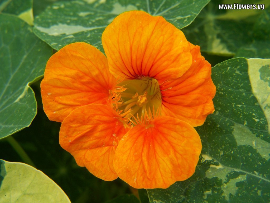 Nasturtium Flower
