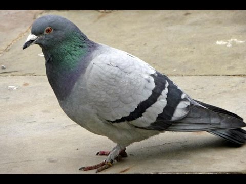 Bangladeshi Pigeon Farm : Fancy Pigeon in Bangladesh (বাংলাদেশের ফেন্সি ...