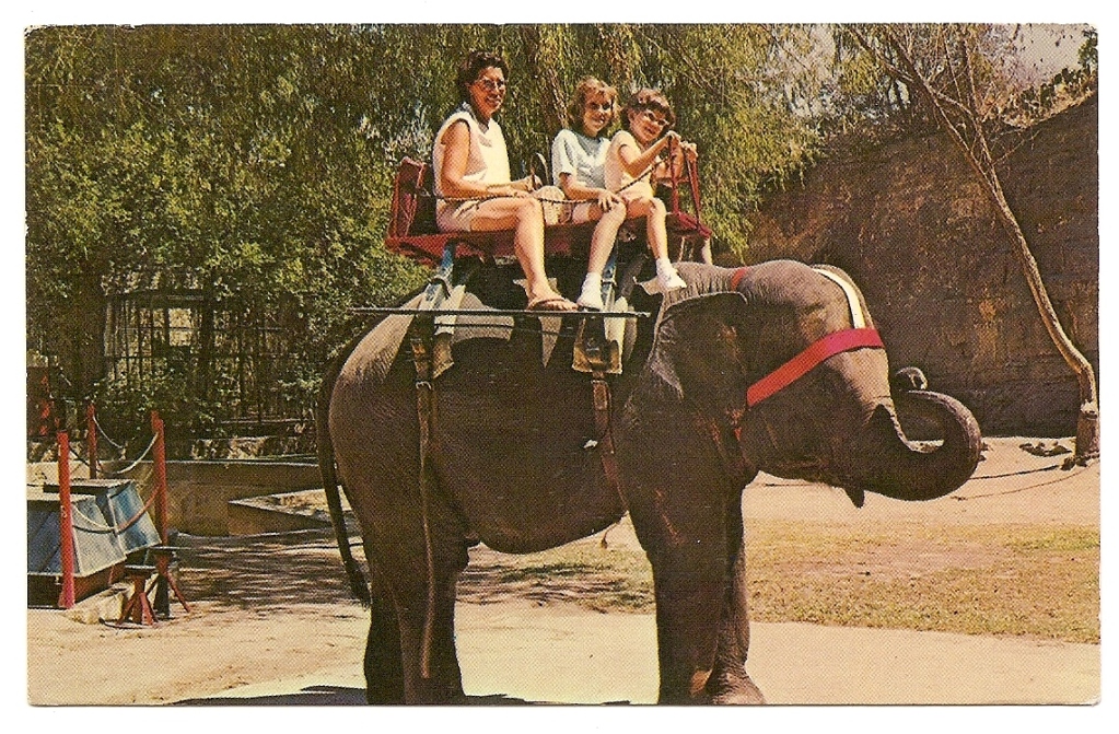 The Circus "NO SPIN ZONE": Elephant Rides--San Antonio Zoo 1970