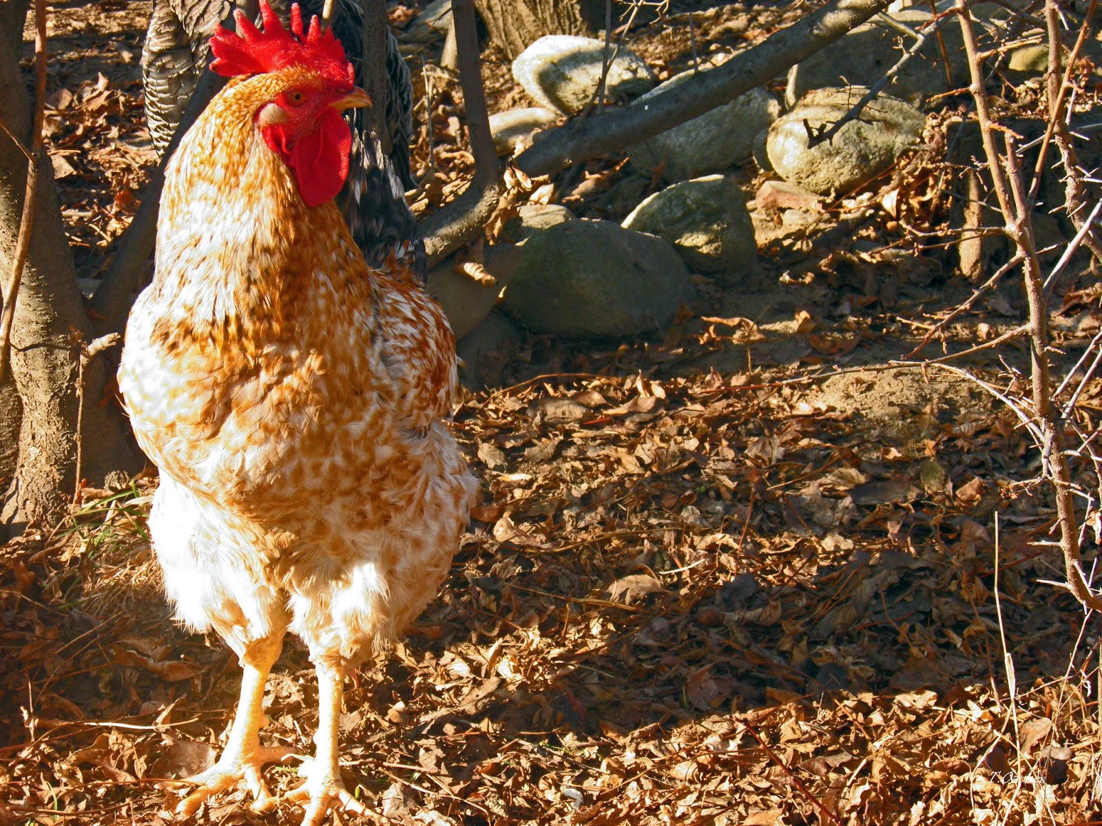 PASARI DIN ROMANIA: ULIU PORUMBAR (ULIUL GAINILOR), Accipiter gentilis