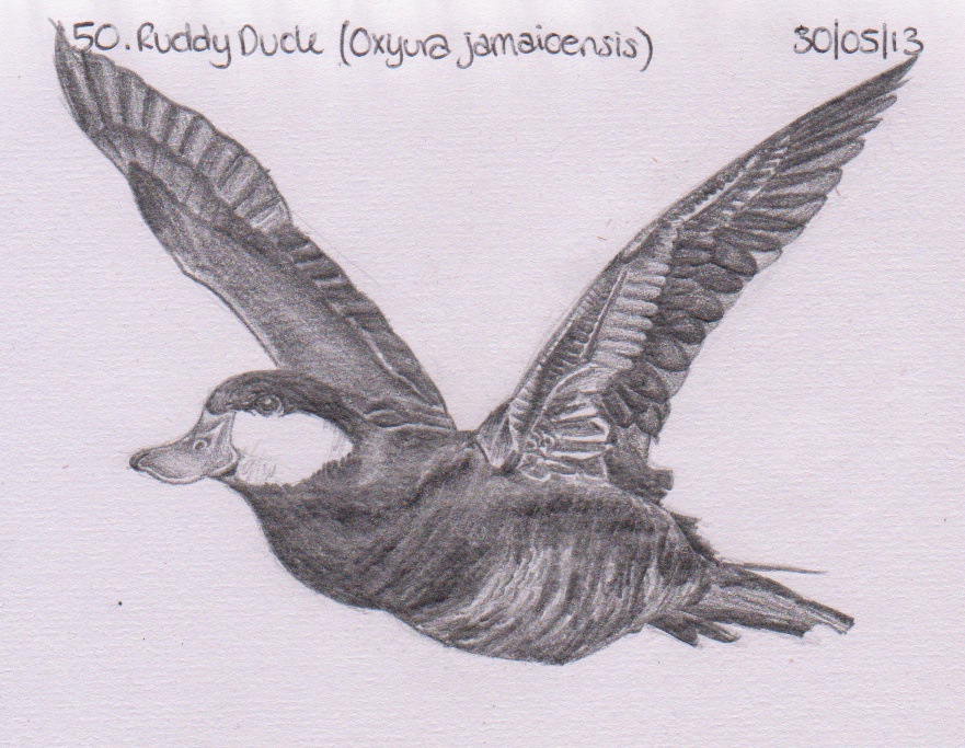 Learn.Draw.BIRD.: May 2013