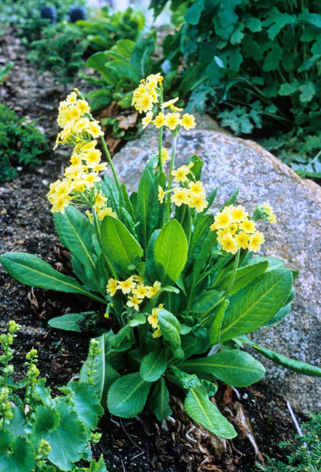 Prairiebreak: "Remembrance, like Rembrandt, is dark but festive"