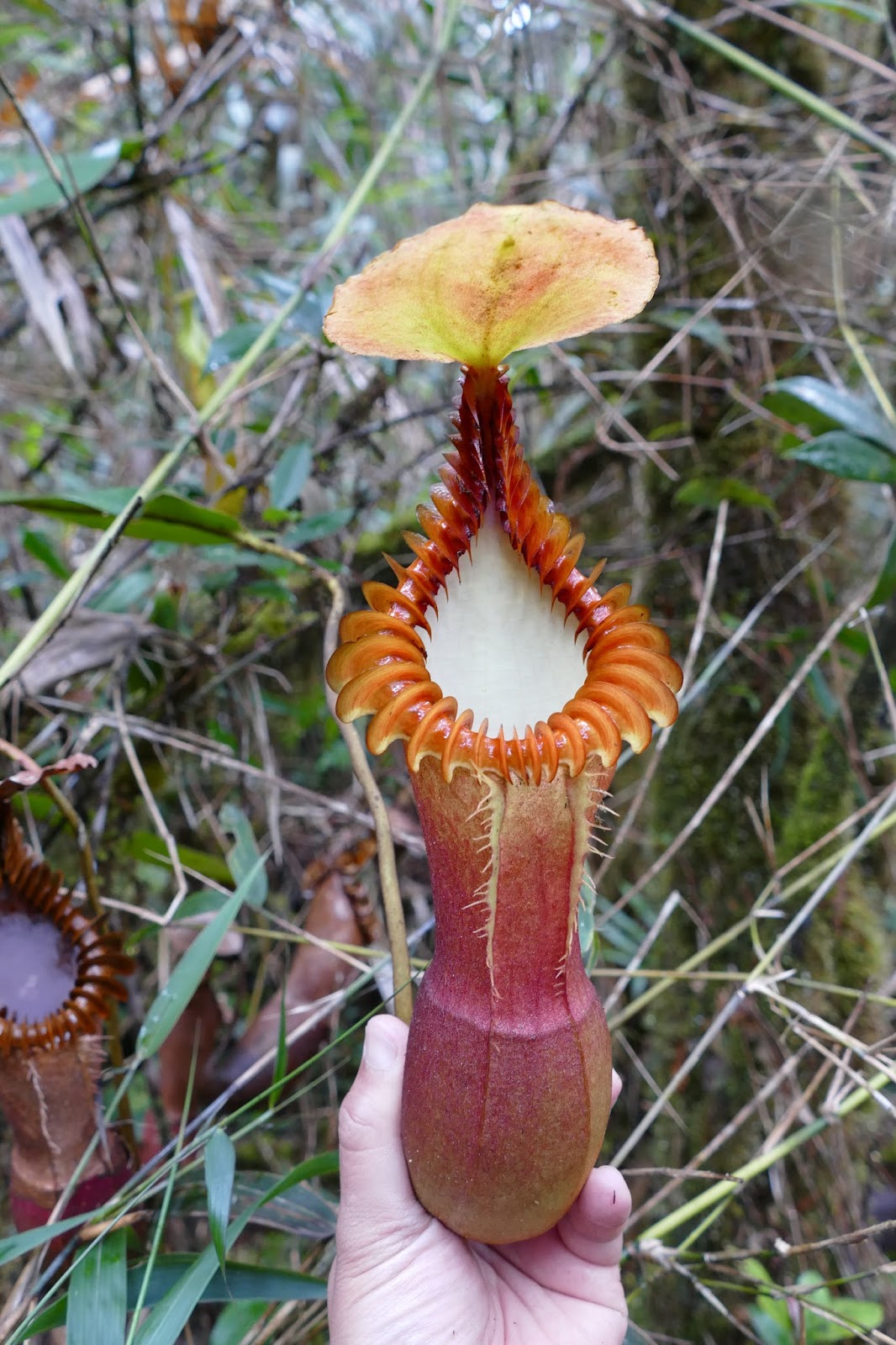 Nepenthes Edwardsiana Antony Van Der Ent على X: "Nepenthes