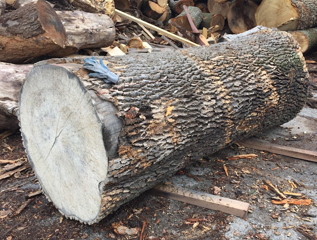 Lumber Logs' blog: Sawing a big ash log