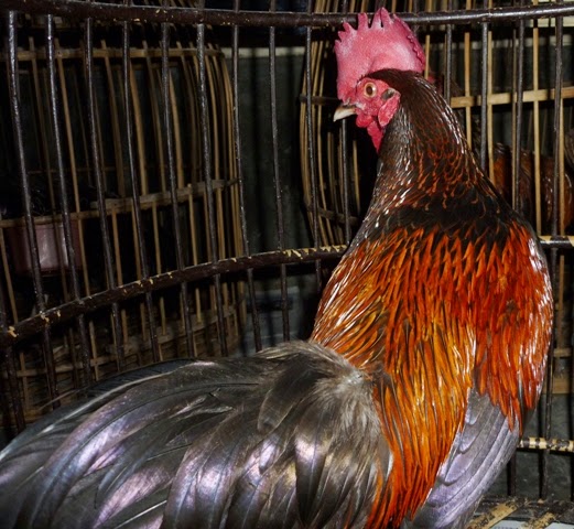 Ayam Bekisar - Peternak Ayam Cemani dan Kedu