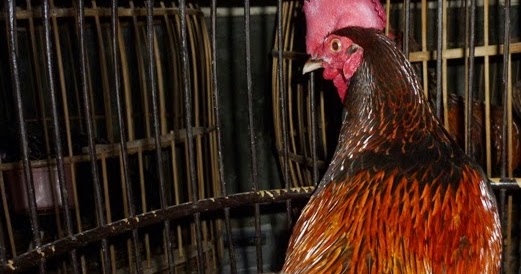 Ayam Bekisar - Peternak Ayam Cemani dan Kedu