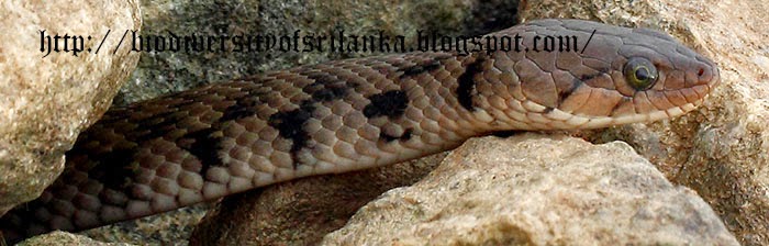 Biodiversity of Sri Lanka: දිය නයා/දියබරියා[Diya Naya/Diyabariya ...