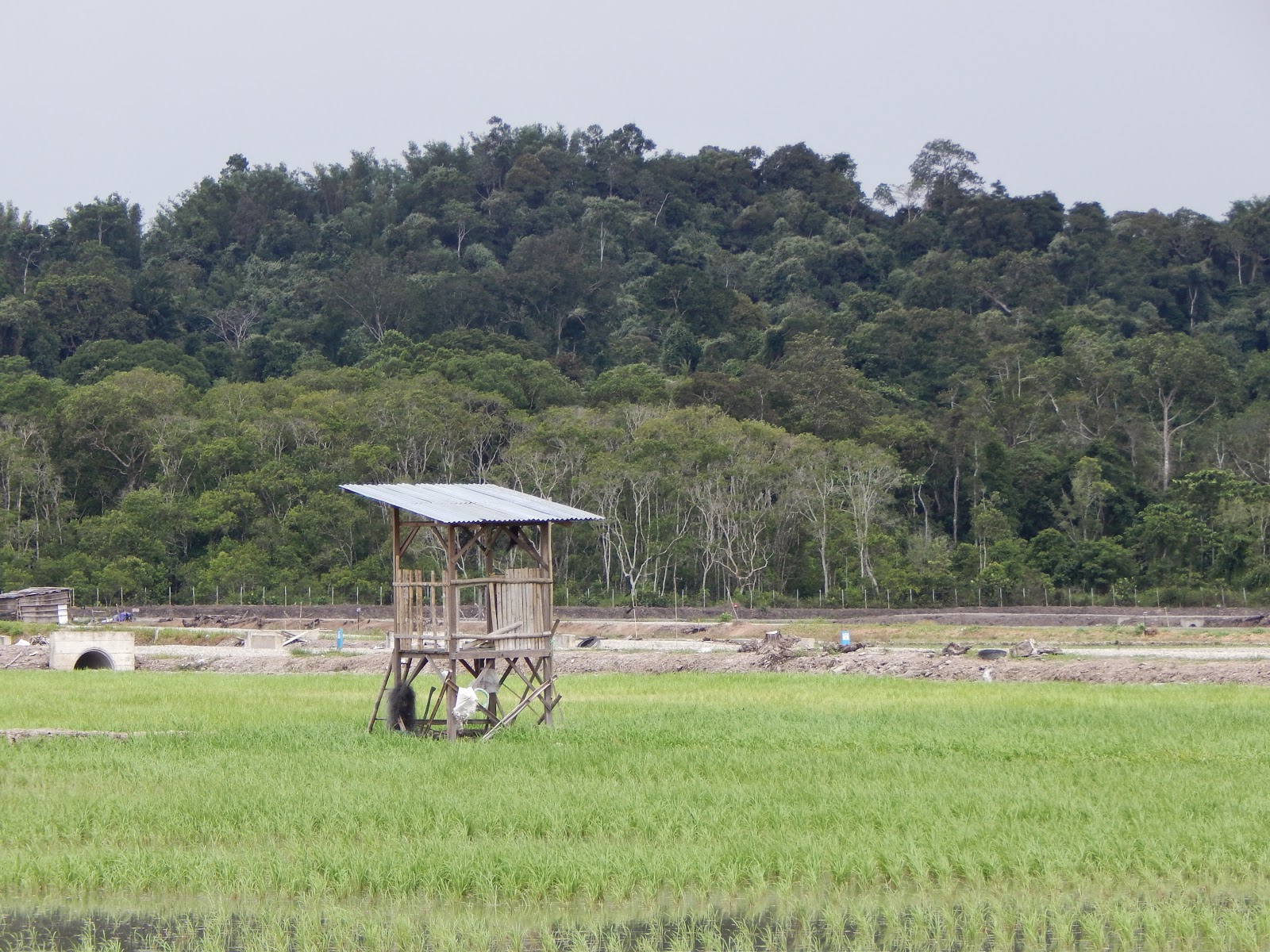 The Amazing place in BRUNEI DARUSSALAM : Padi Wasan & junjungan