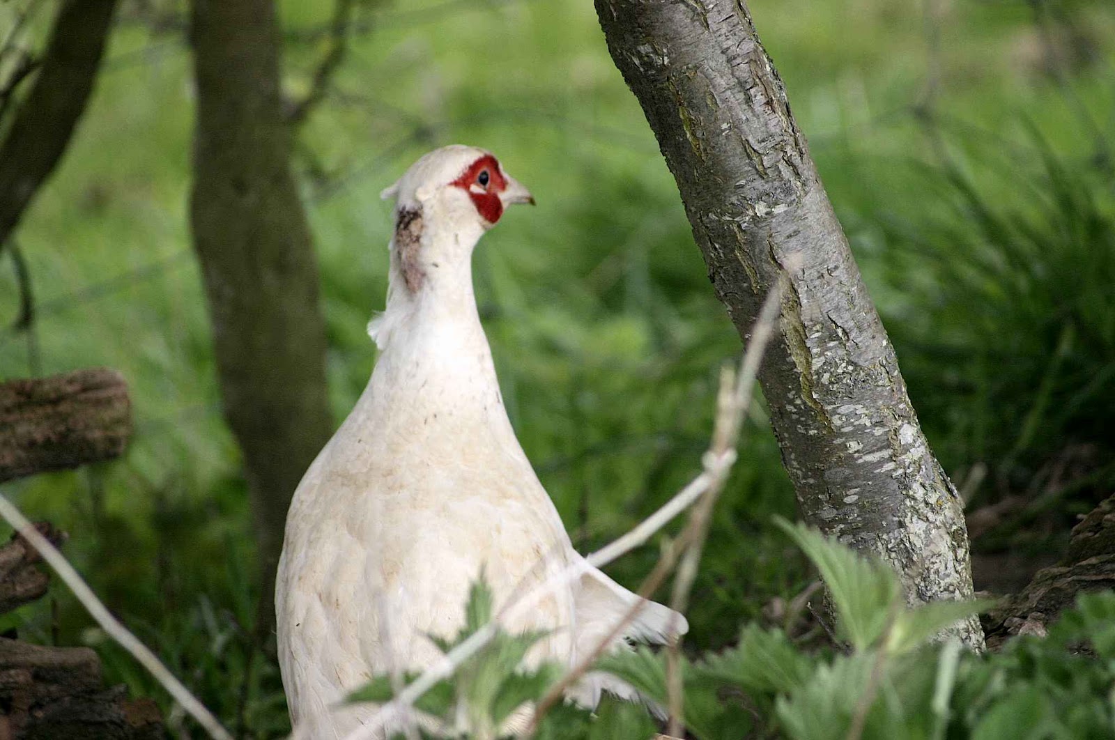 Jennifer Tetlow - Stone Sculpture Journal: White Pheasant